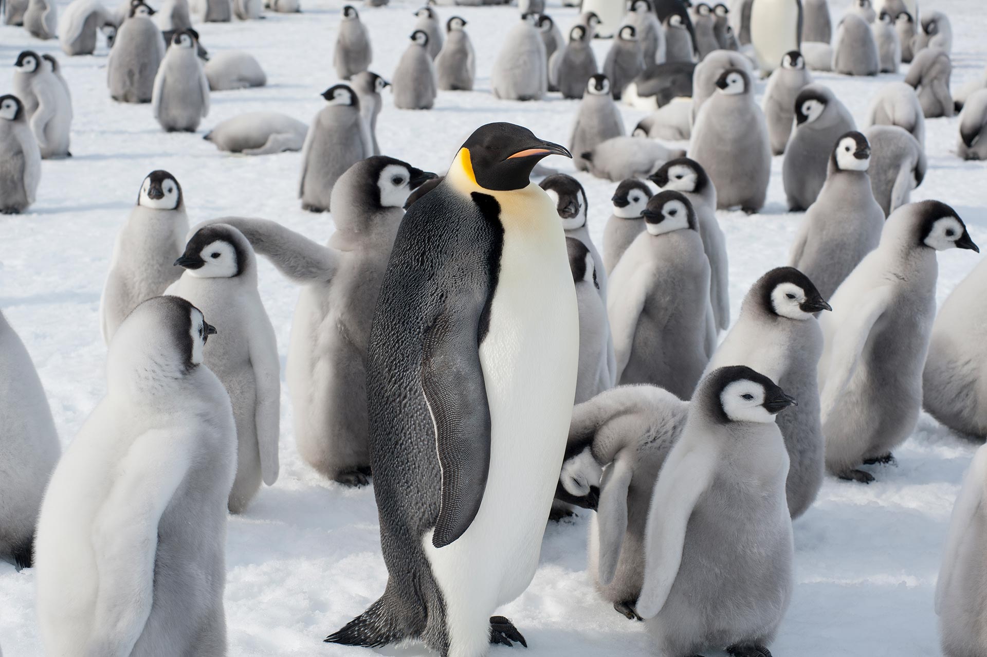 The Emperor Penguins Expedition - Ultima Antarctic Expeditions